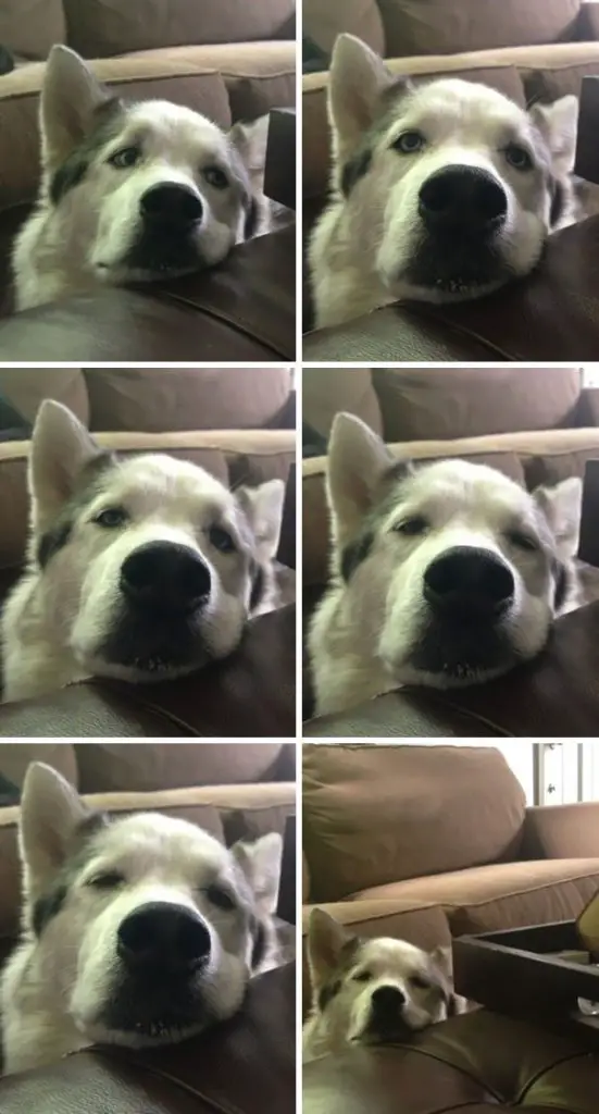 31 divertidas fotos de perros pidiendo comida a los que es imposible ...