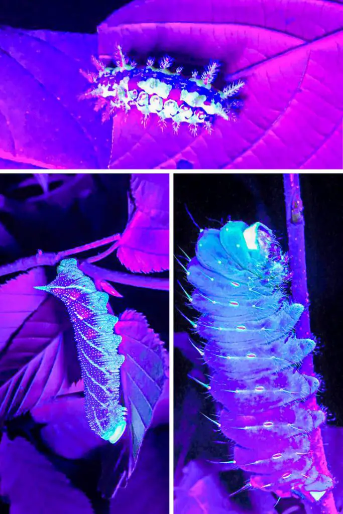 13 Fotos que demuestran que la luz ultravioleta lo cambia todo ...